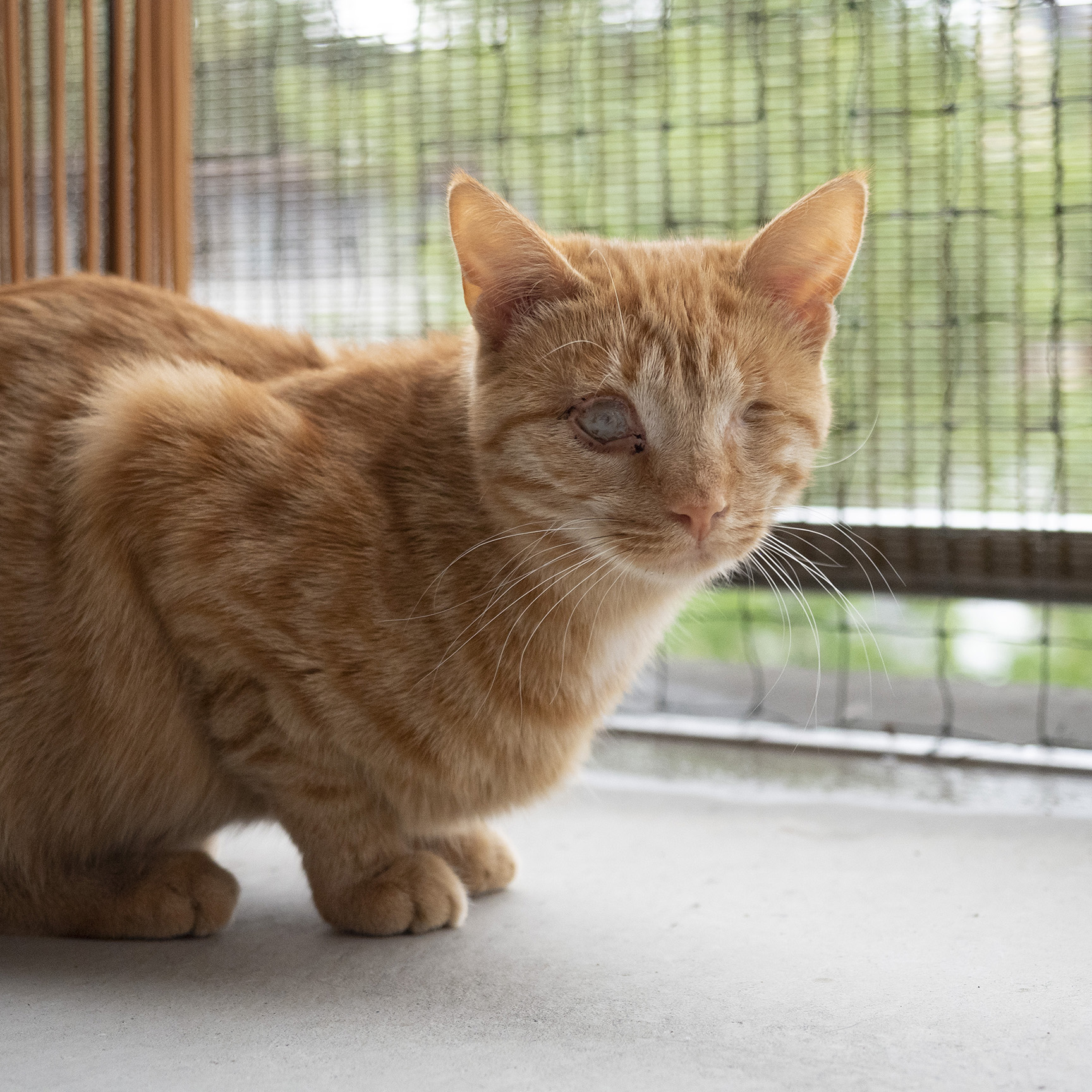 How to care for a blind cat – ayeayekitty