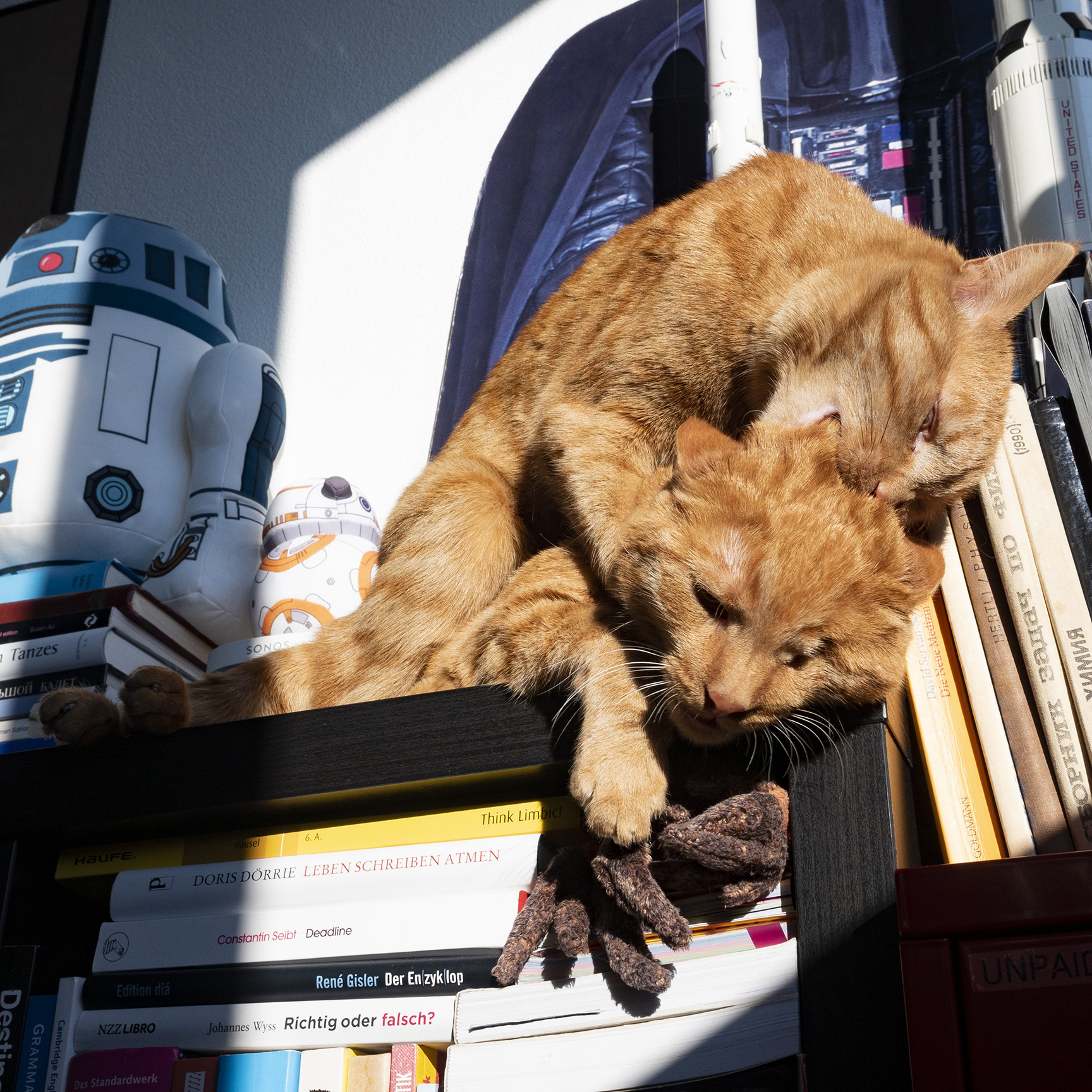 Blind cat myths: the fearful blind cat – ayeayekitty