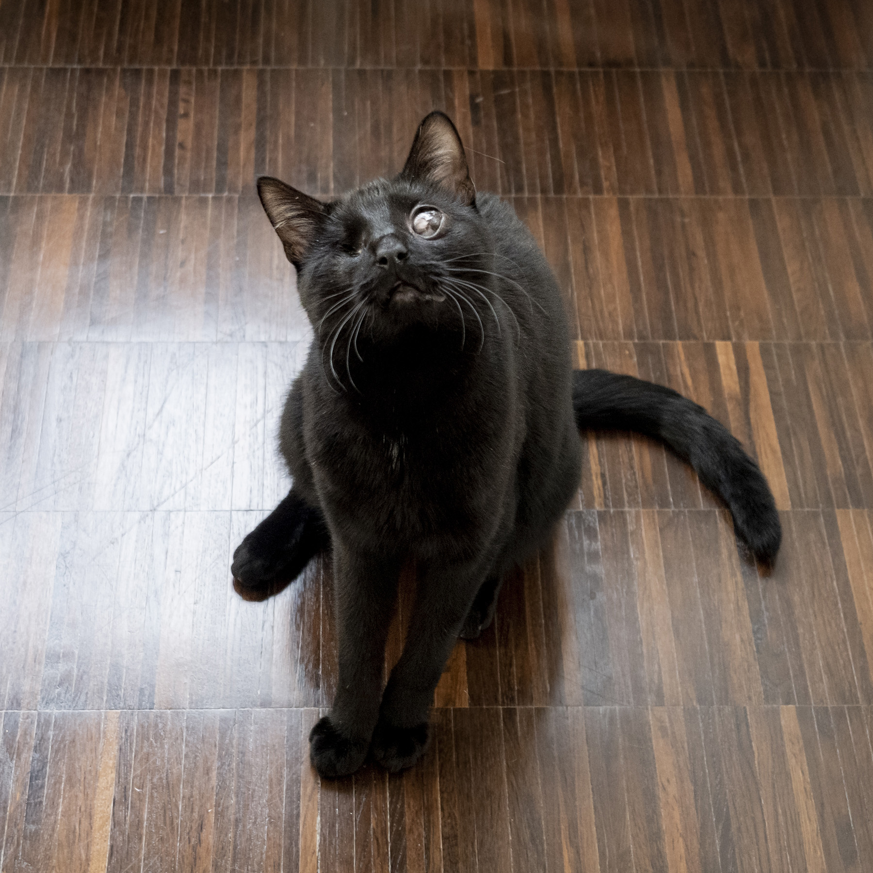 How to care for a blind cat – ayeayekitty